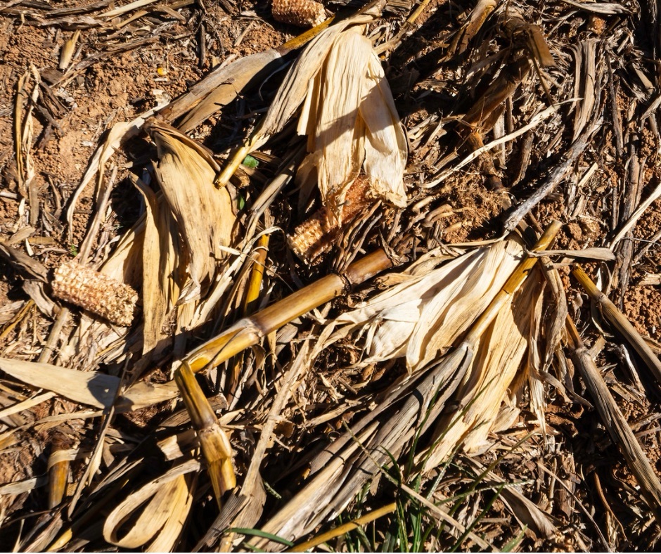 Turning Trash into Treasure: Biochar Boosts Lactic Acid Production from ...