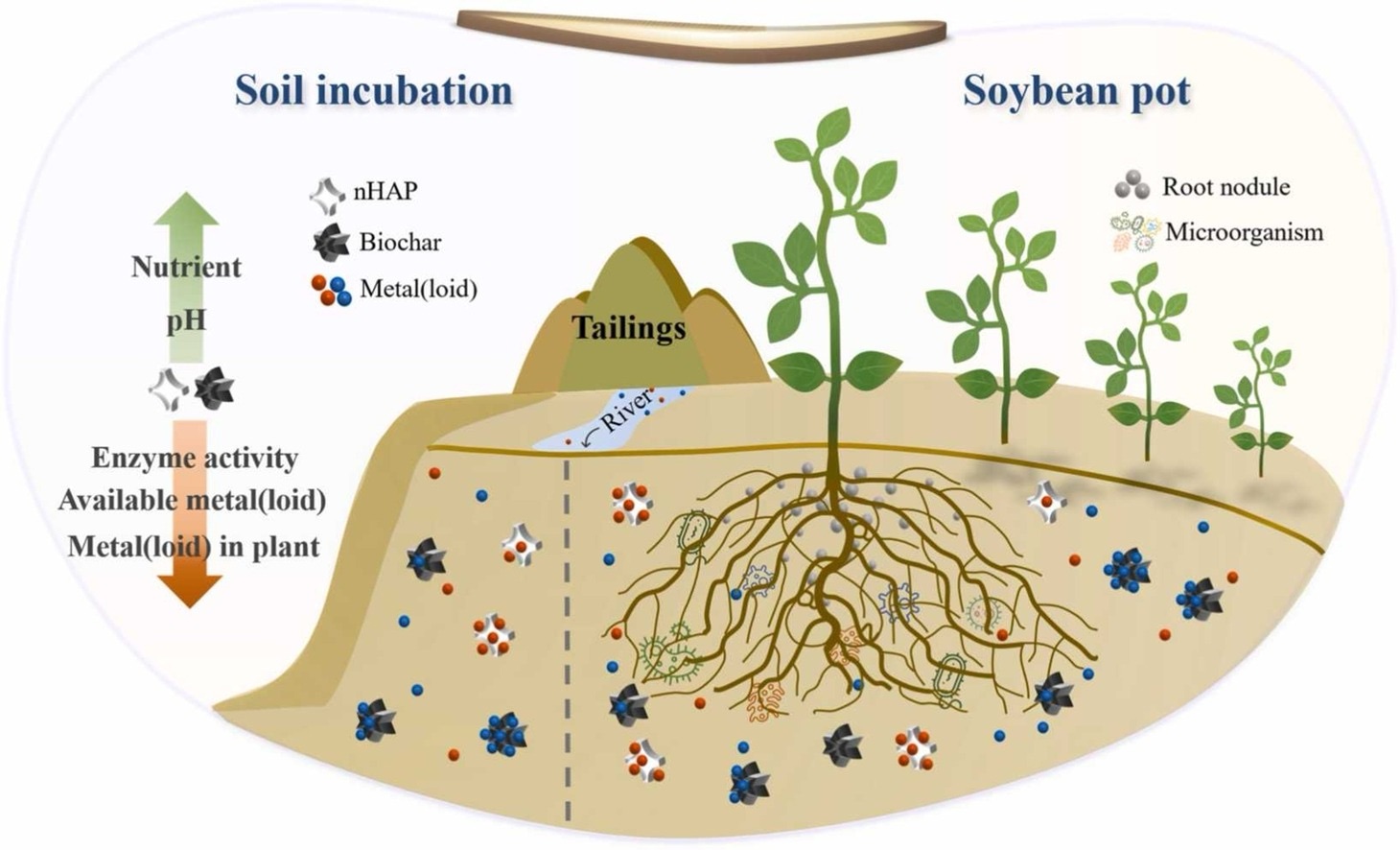 Enhancing Soil Health and Crop Safety: The Power of Biochar and Nano ...