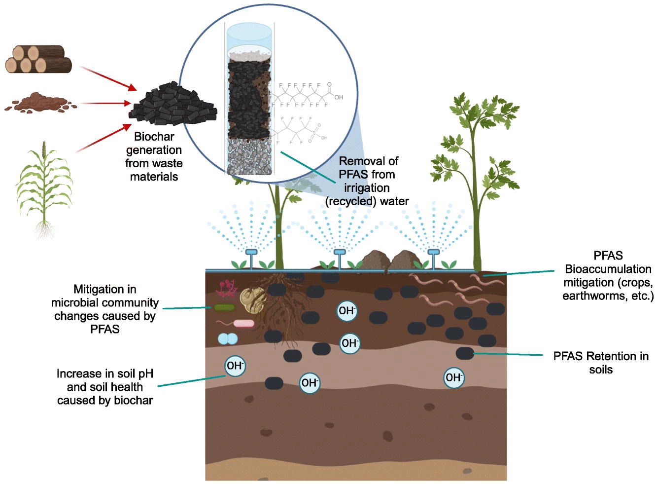 Exploring Biochar as a Sustainable Solution for PFAS Remediation in ...