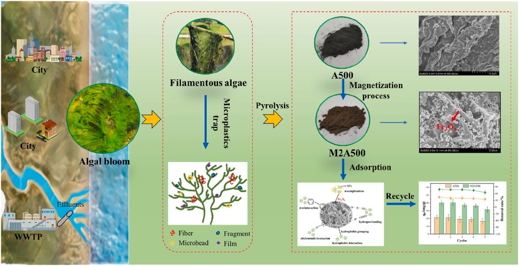 Innovative Algae Solution for Microplastic Removal – Biochar Today