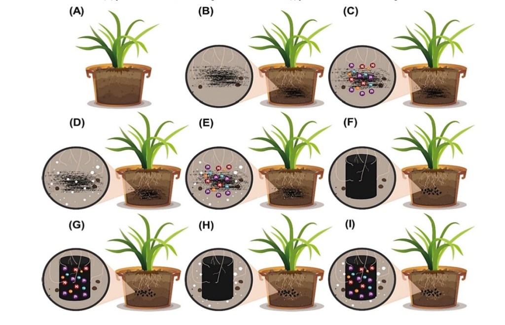 Enhancing Soil with Biochar Pellets for Improved Crop Growth – Biochar ...