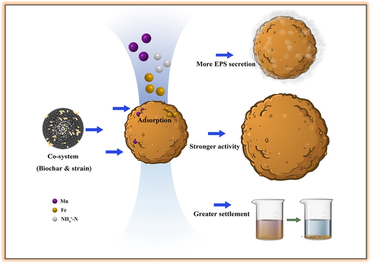 Eco-Friendly Innovation: Enhanced Wastewater Treatment with Biochar and ...