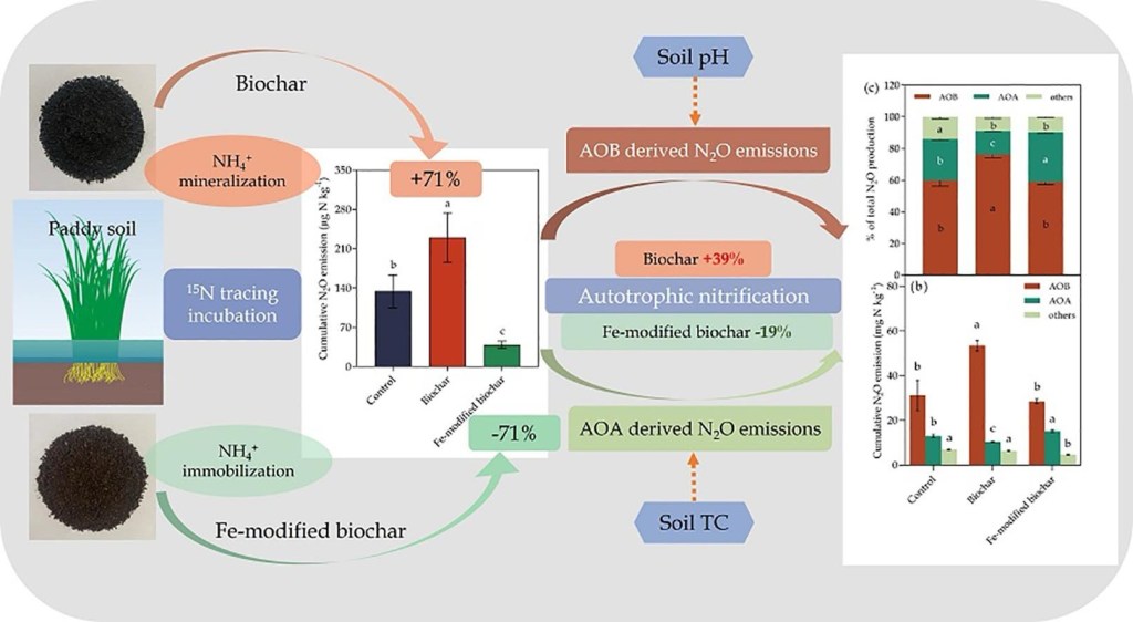 Fe-Modified Biochar Reduces Nitrous Oxide Emissions in Paddy Soils ...