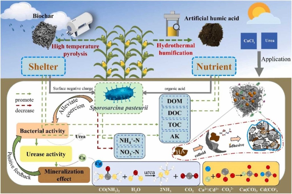Enhancing Cadmium Immobilization and Soil Fertility with Biochar and ...