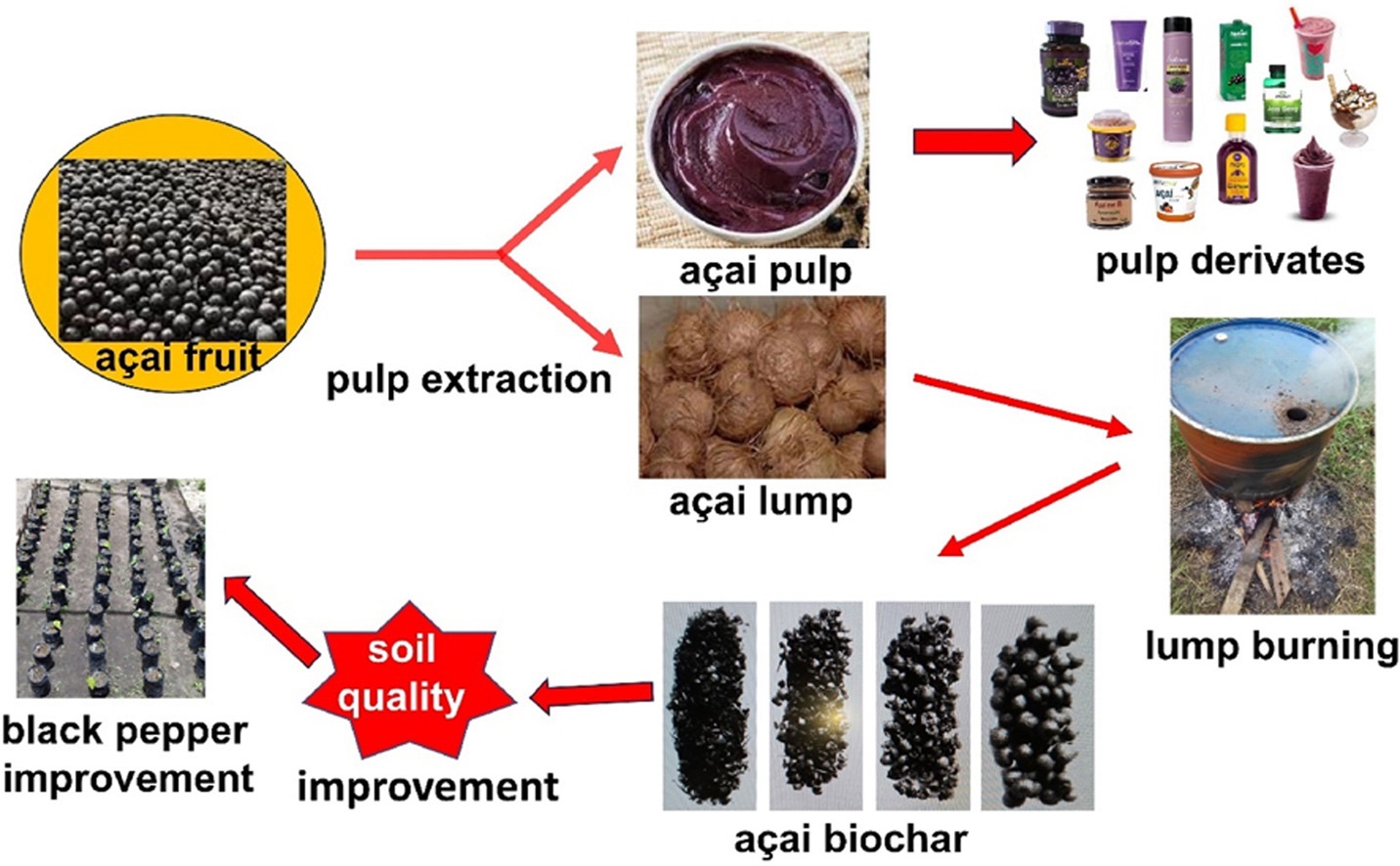 Açaí Seed Biochar Enhances Soil and Black Pepper Seedling Growth in the ...