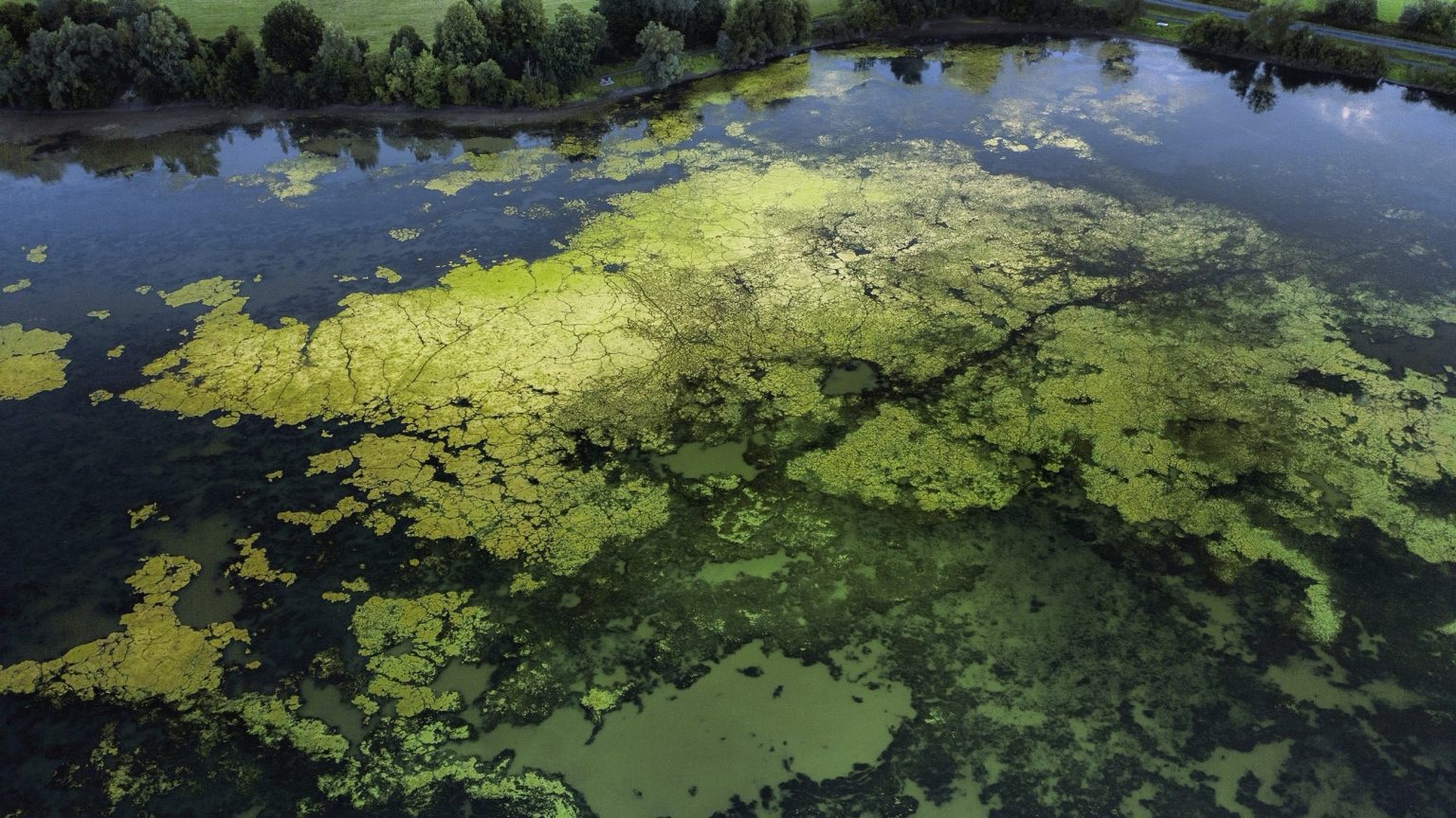 Scientists combat algal blooms with sewage waste – Biochar Today